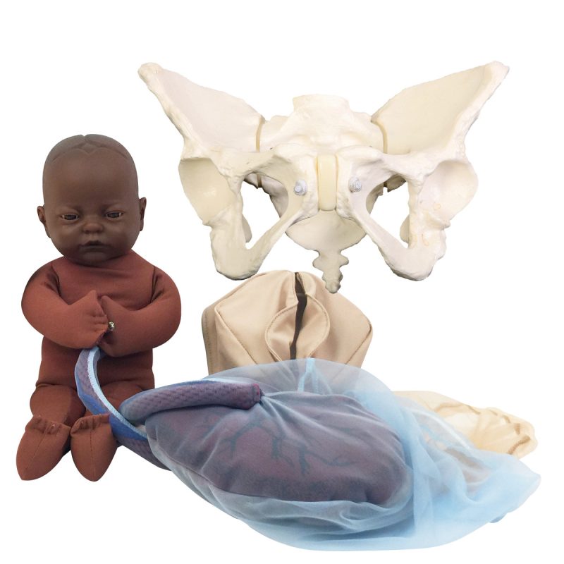 Deluxe Flexible Pelvis Model Set/Dark Brown Fetal Model – Medstore
