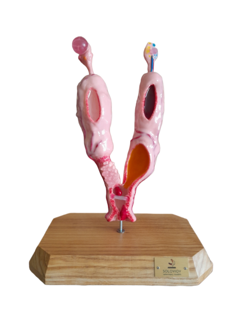 Model of the Uterus of a Dog – Medstore