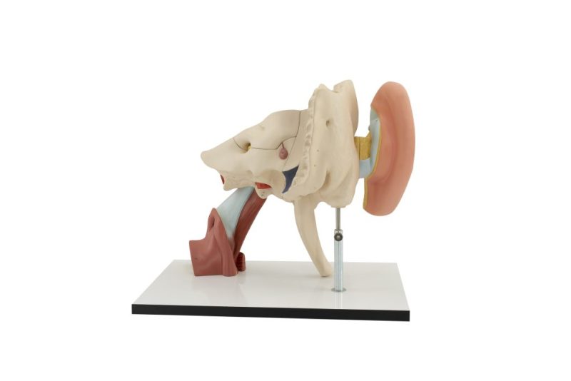 Ear with Pinna – Medstore