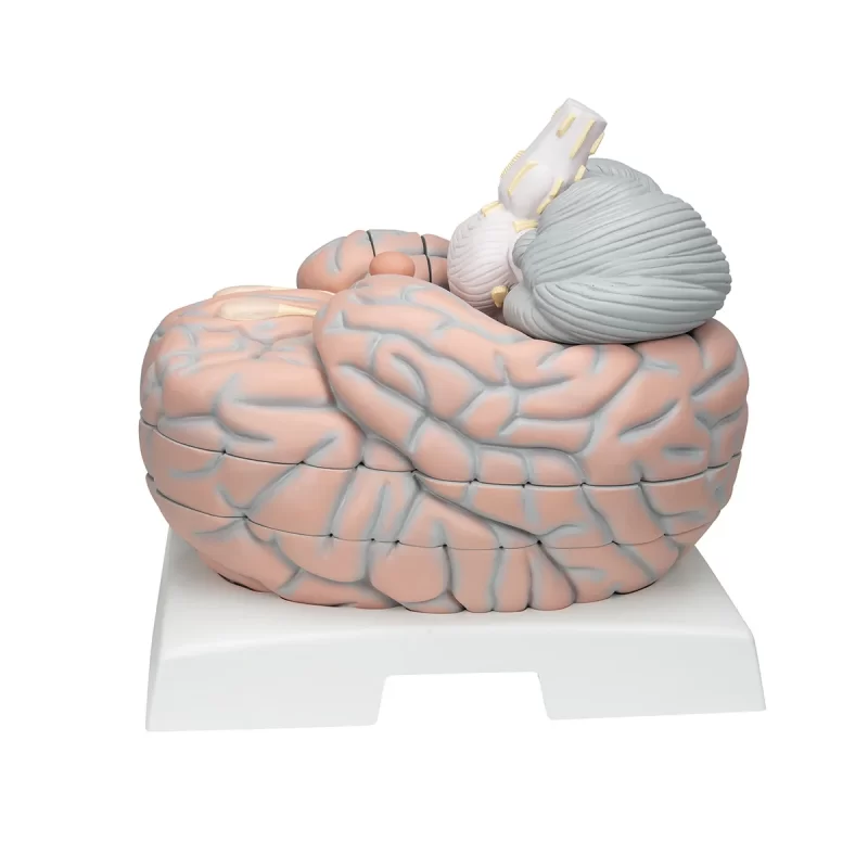 Full Range of Brain Models from Medstore – Medstore