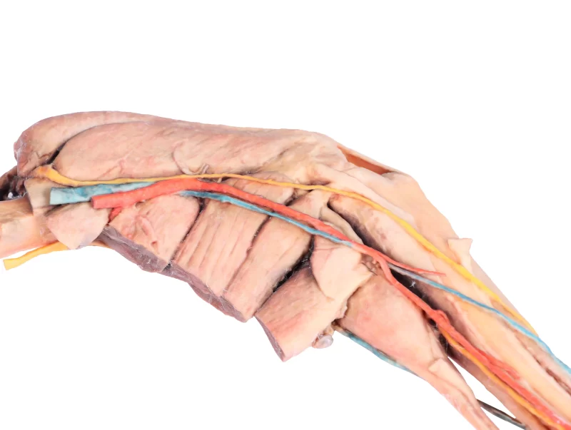 Dog hindlimb- muscles, tendons, ligaments, vessels and nerves distal to ...